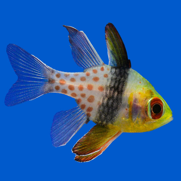 Pajama Cardinal – Aquatic Collection Aquarium