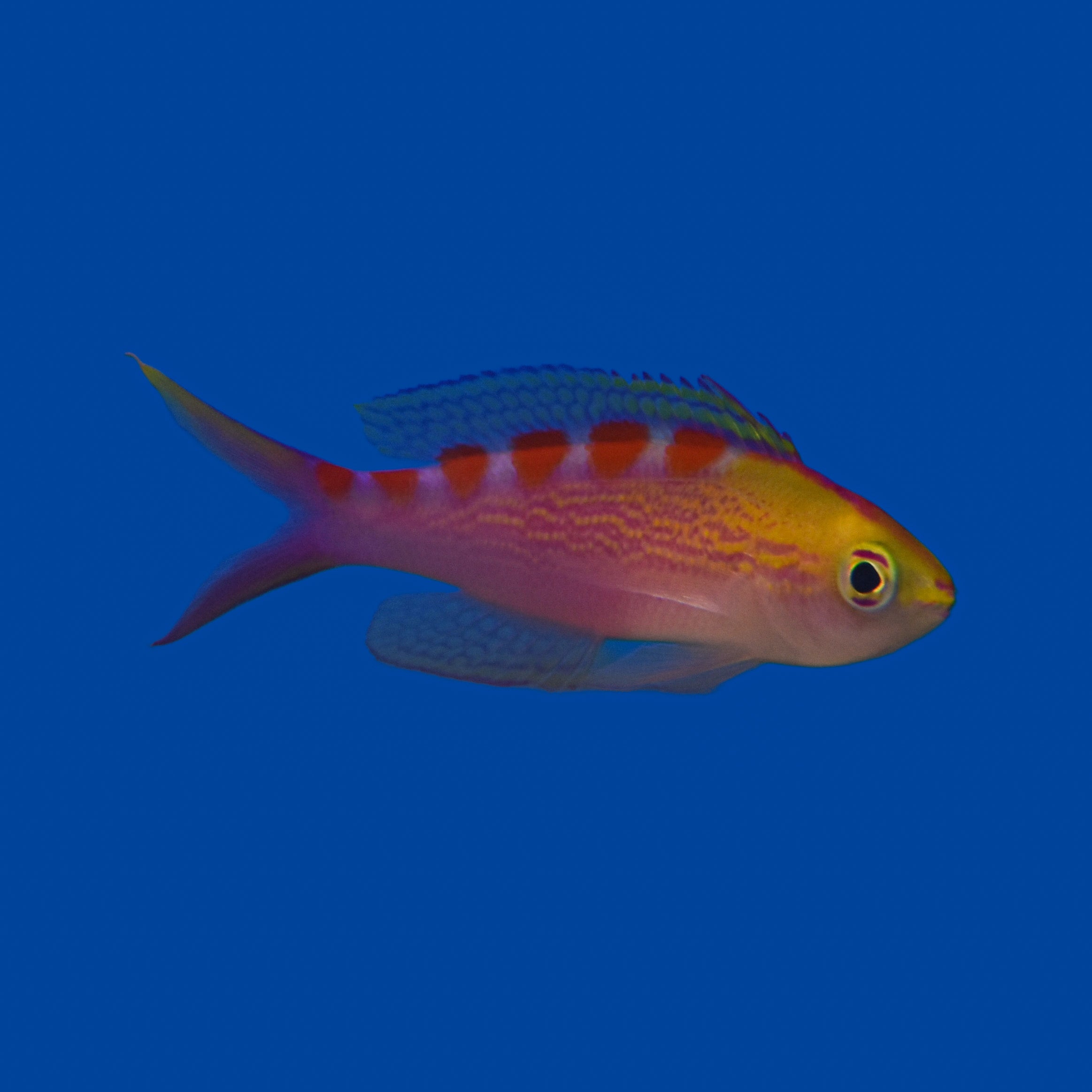 Sunset Anthias – Aquatic Collection Aquarium