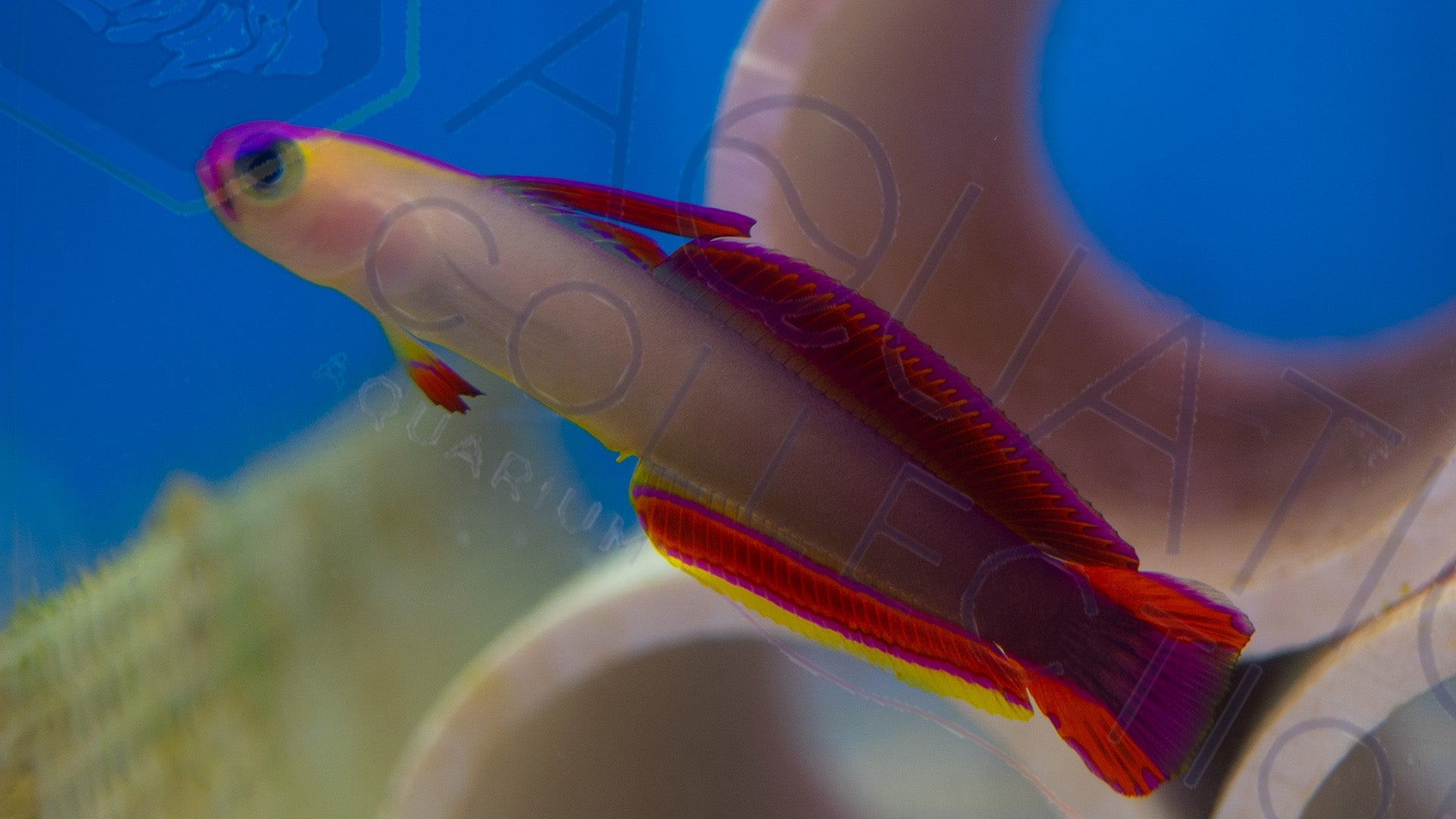 Purple Firefish Goby – Aquatic Collection Aquarium