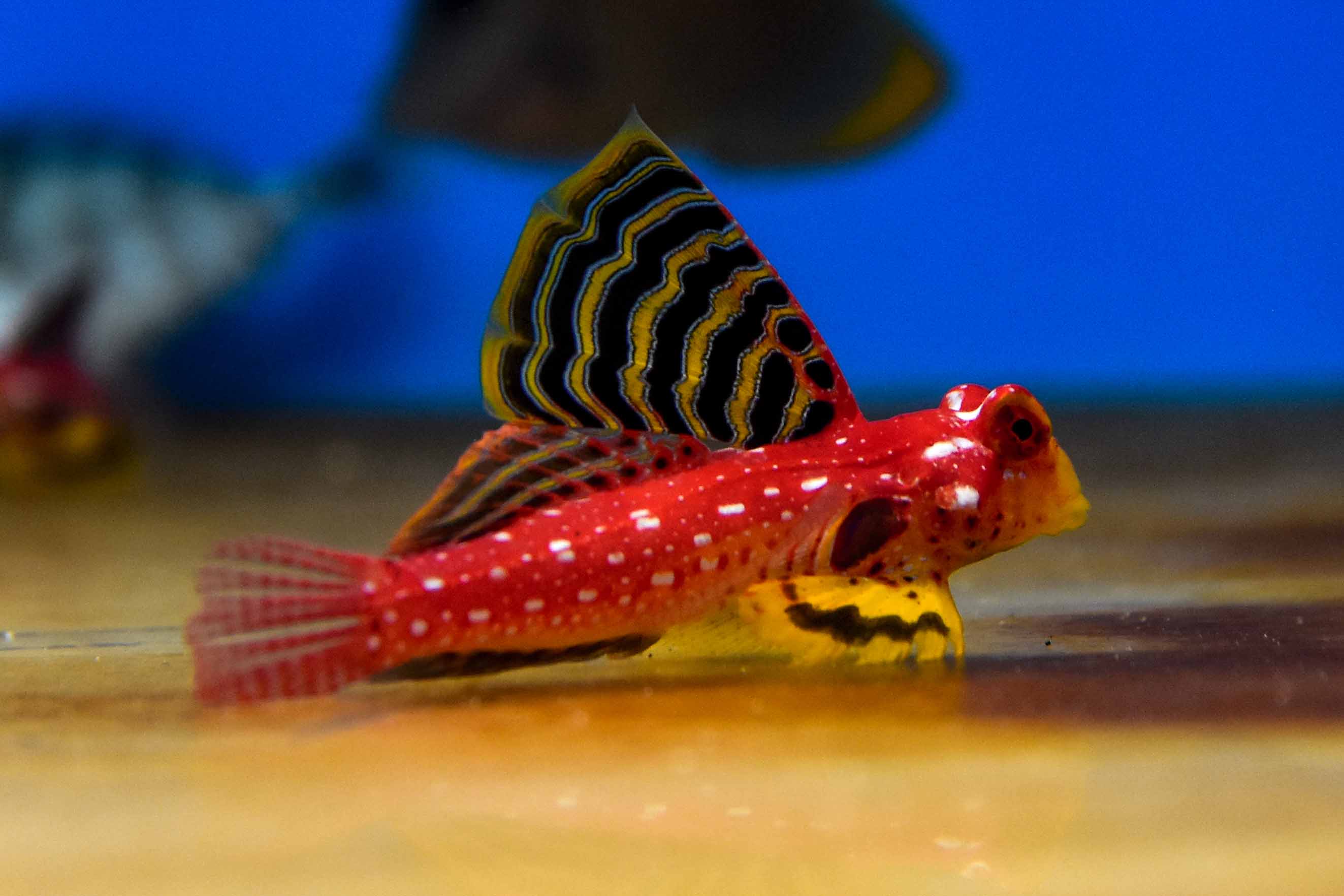 Ruby Red Dragonet – Aquatic Collection Aquarium