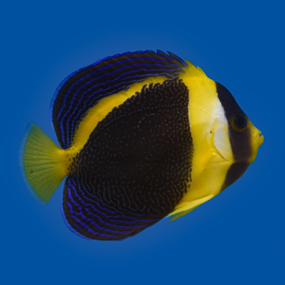 Angels – Aquatic Collection Aquarium