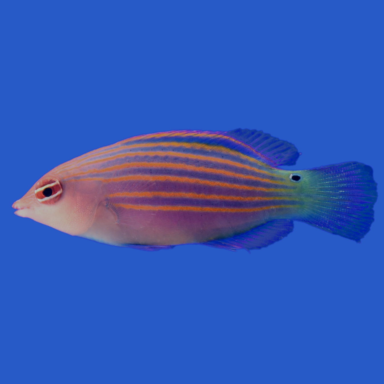 Six Line Wrasse – Aquatic Collection Aquarium