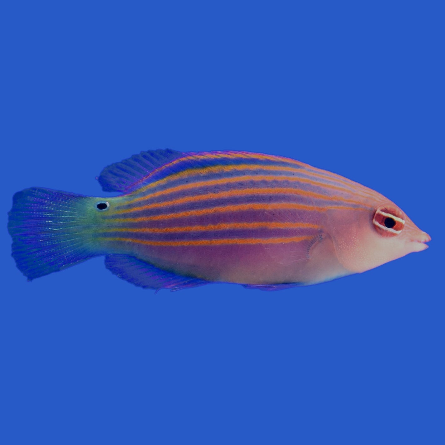 Six Line Wrasse – Aquatic Collection Aquarium