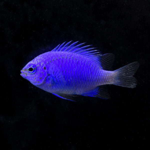 Springer Damsel – Aquatic Collection Aquarium