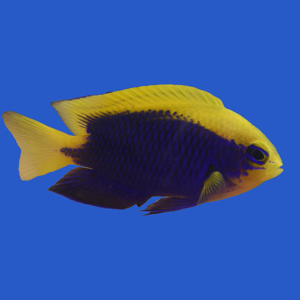 Starkii Damselfish – Aquatic Collection Aquarium