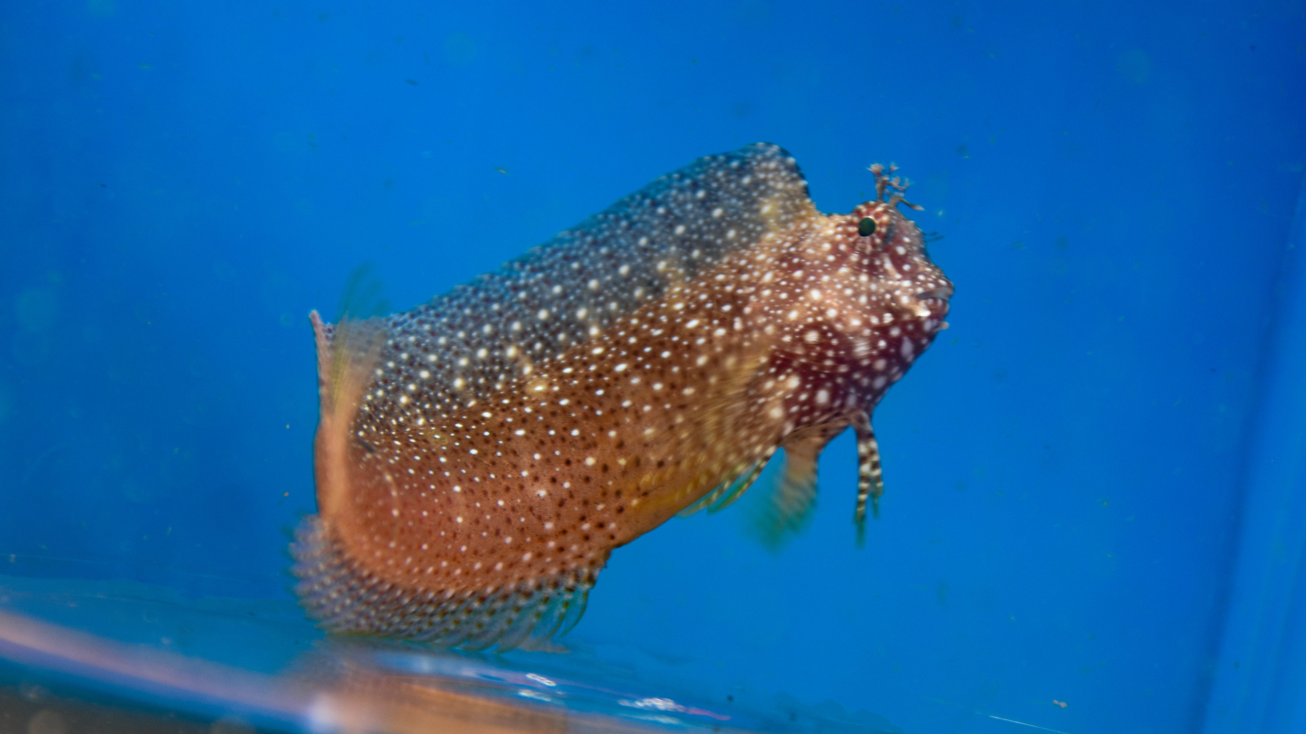 Starry Blenny – Aquatic Collection Aquarium