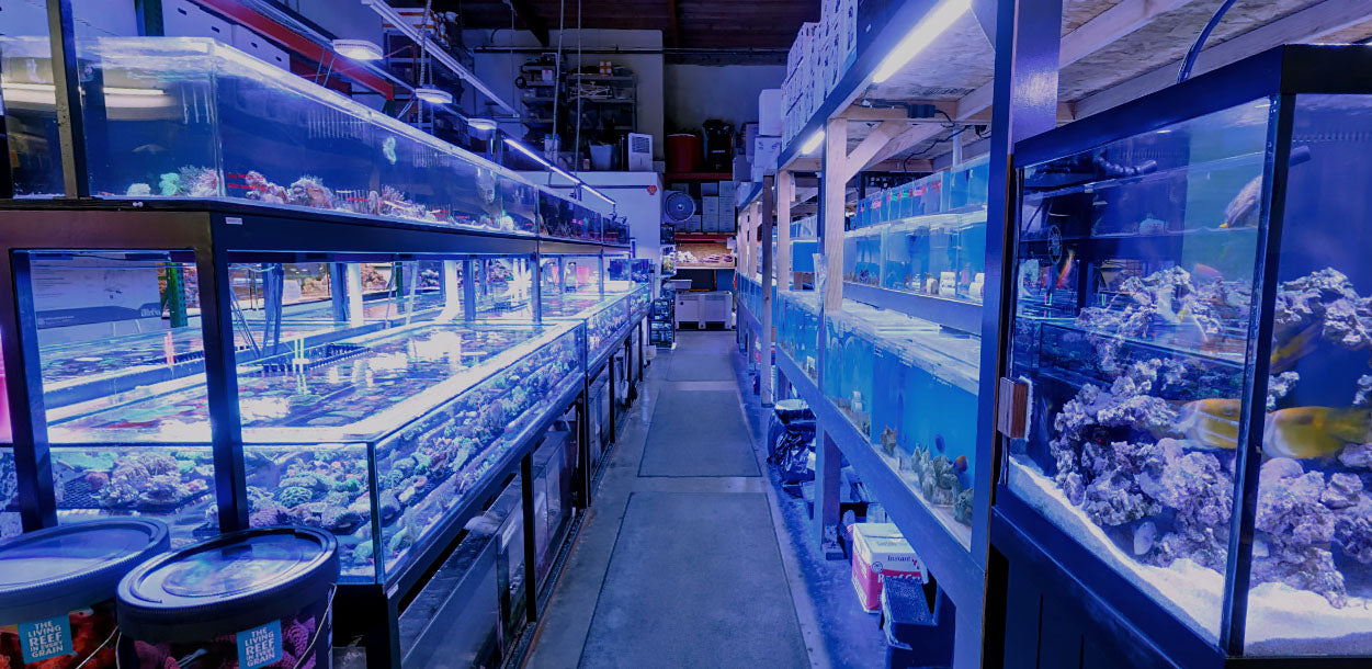 Aquatic Collection Aquarium