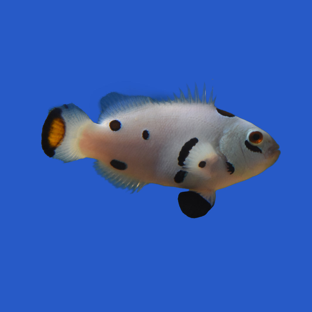 Clownfish – Aquatic Collection Aquarium