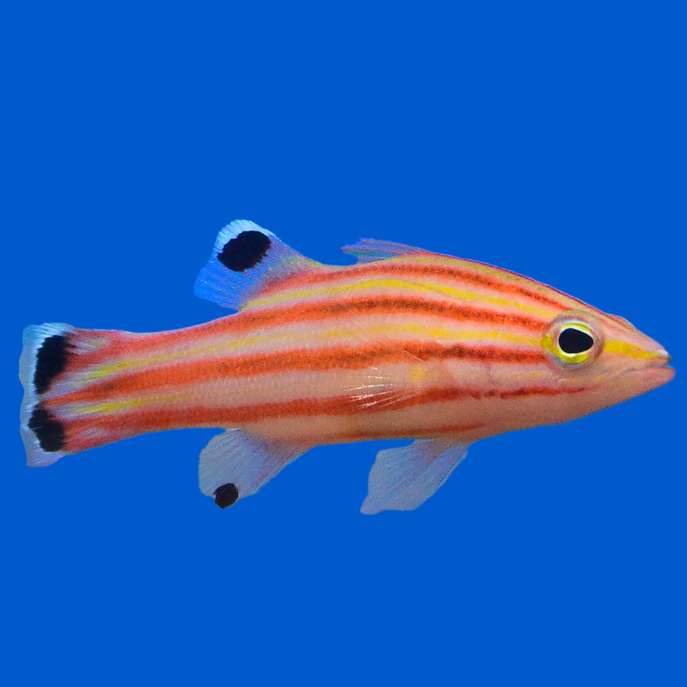Swissguard Basslet – Aquatic Collection Aquarium