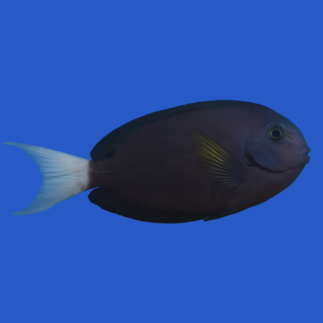 Tangs – Aquatic Collection Aquarium