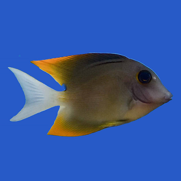 Tomini Tang – Aquatic Collection Aquarium