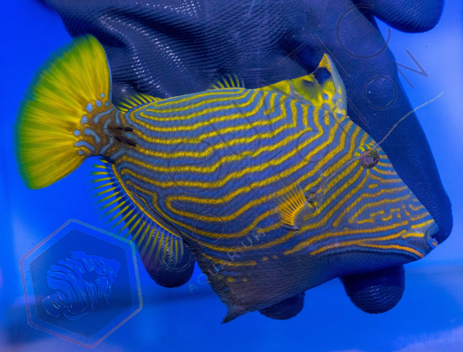 Undulated Trigger – Aquatic Collection Aquarium