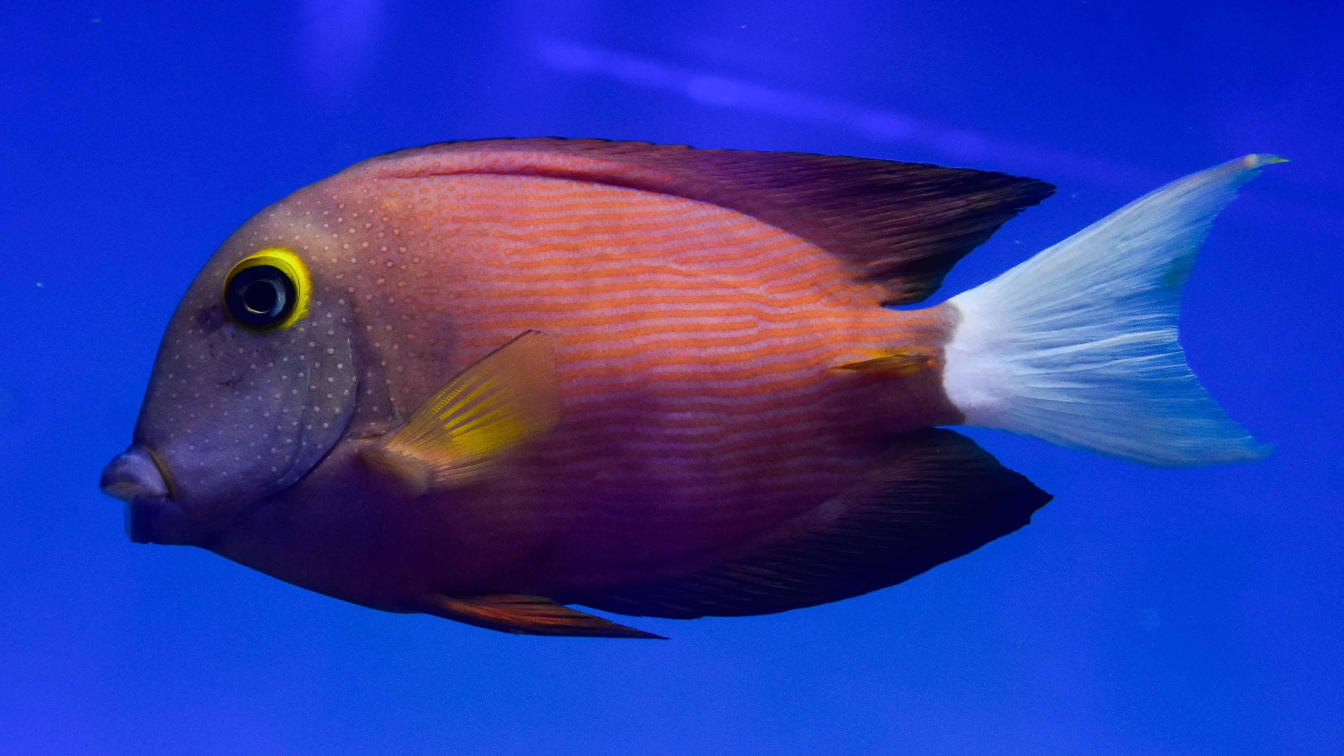 Kole Tang – Aquatic Collection Aquarium