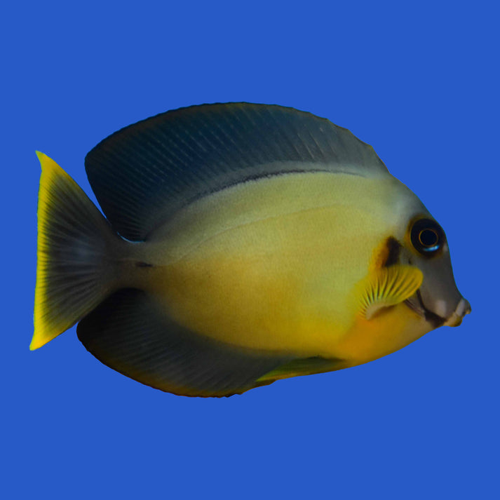 Chocolate Tang – Aquatic Collection Aquarium