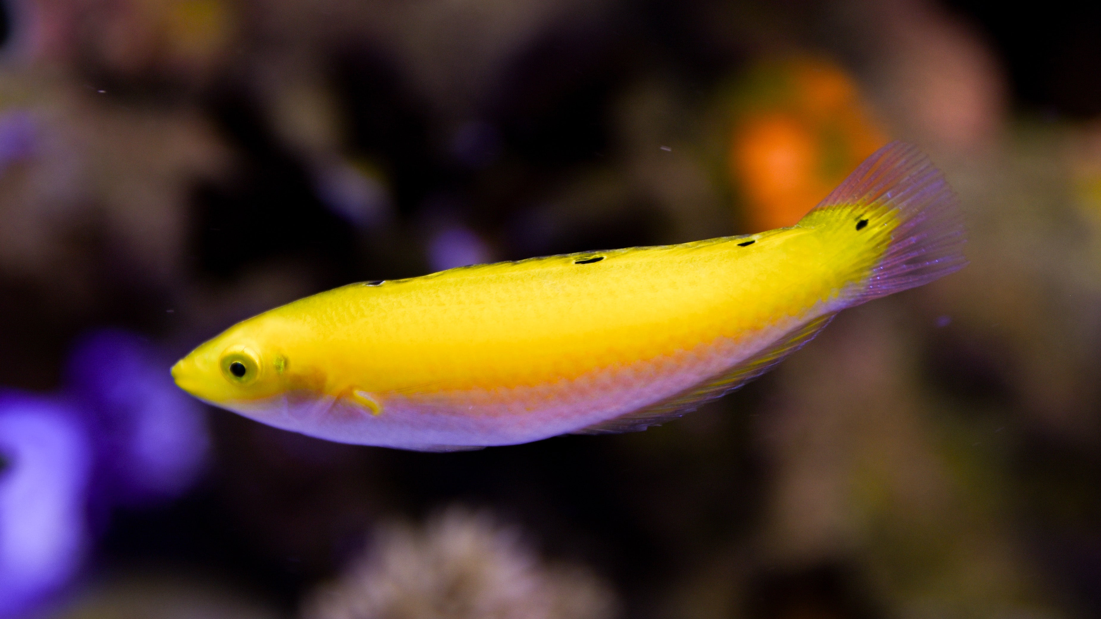 Yellow Coris Wrasse – Aquatic Collection Aquarium