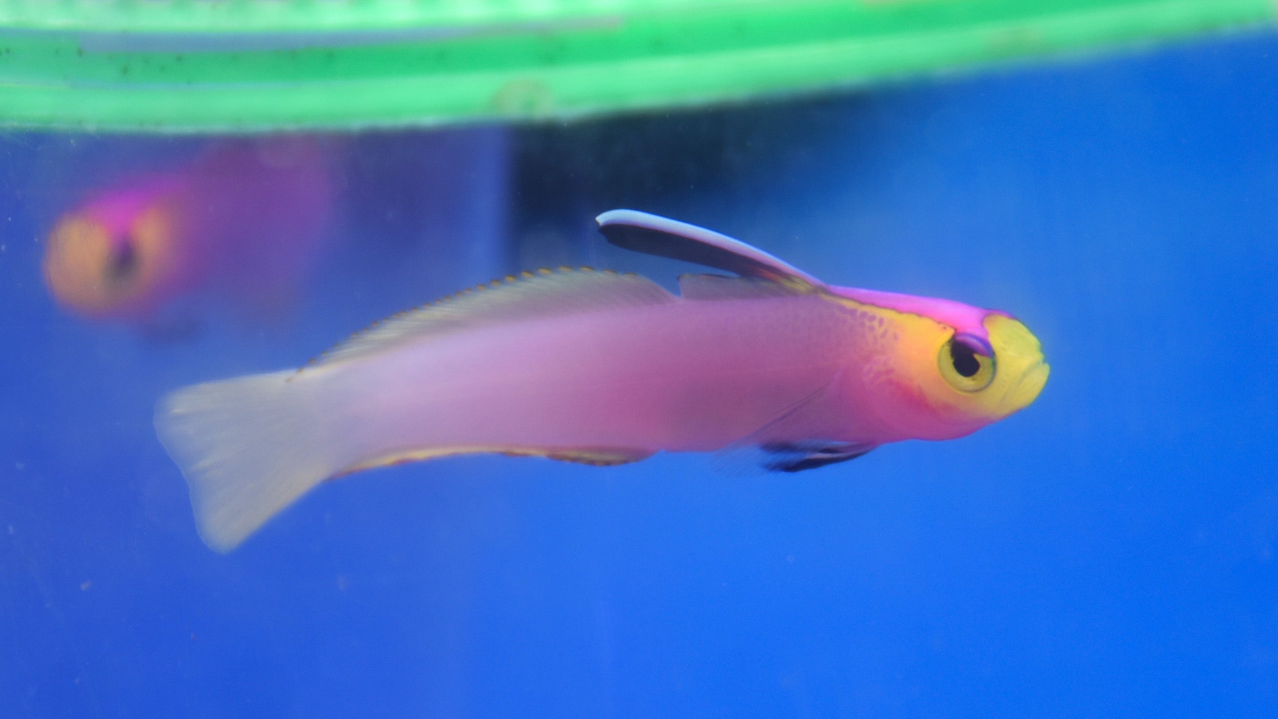 Helfrichi Firefish Goby – Aquatic Collection Aquarium